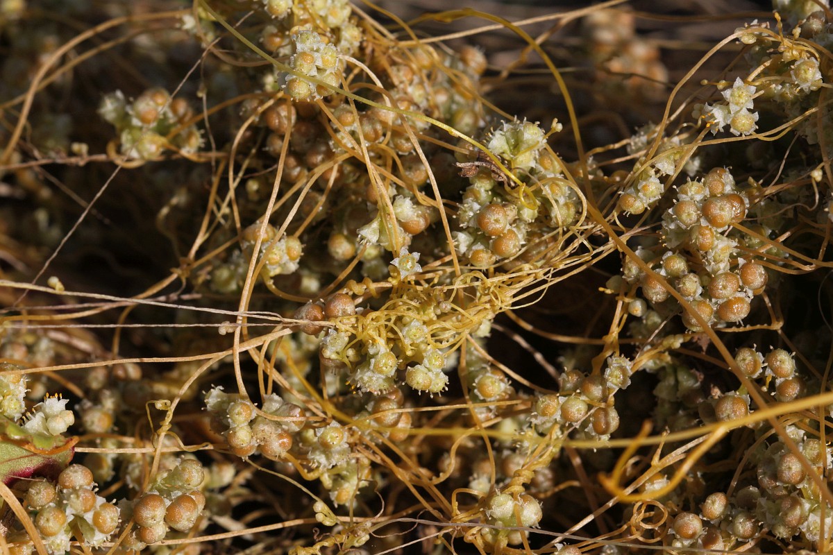 Cuscuta campestris, Field Dodder
